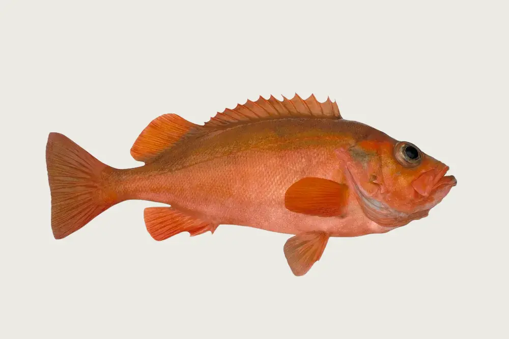 Fresh wild fish - Br. Karlsen