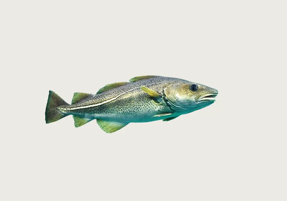 Fresh wild fish - Br. Karlsen